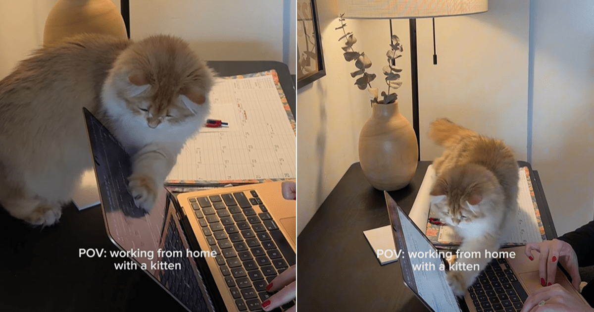 Video: Owner Shows What Work From Home With Cat Looks Like - CatTime