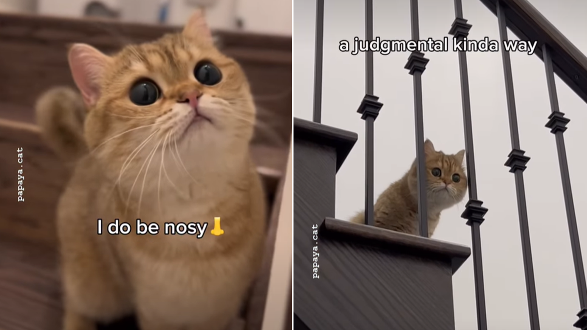 Video: Owner Reveals Cat’s Undeniable Enthusiasm for 'Tea' - CatTime