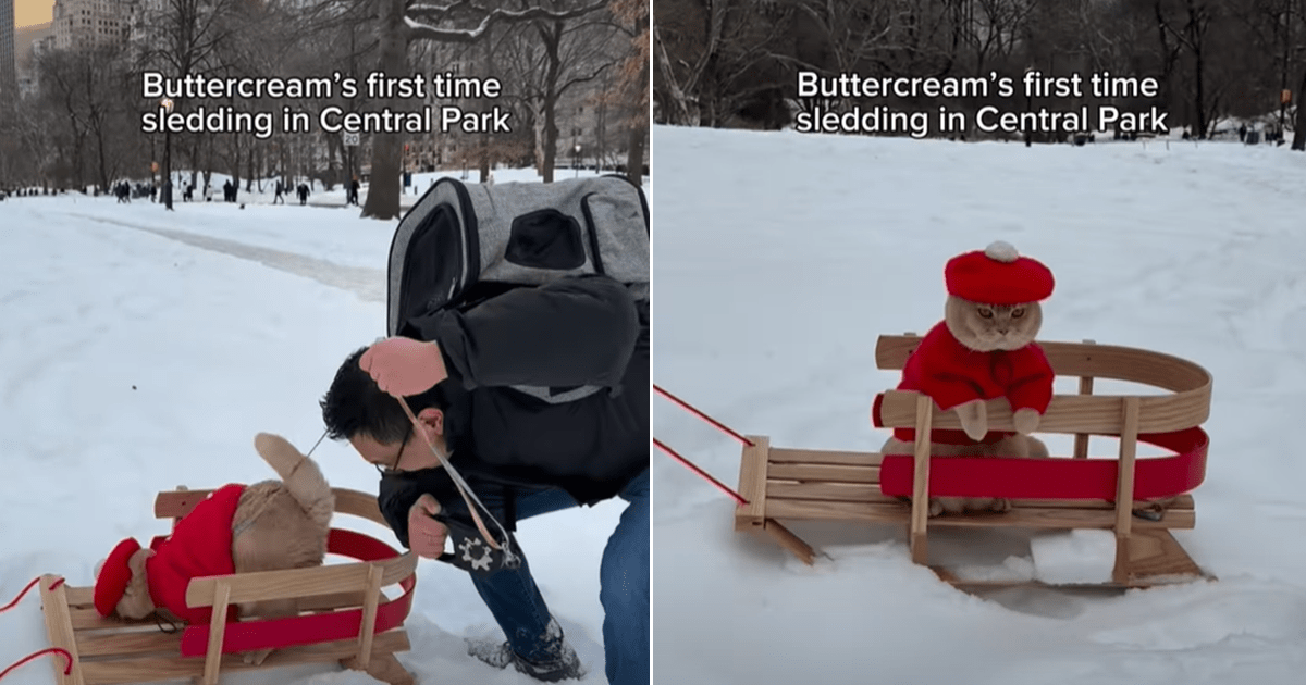 Video: Cat Goes Sledding for the First Time in Central Park - CatTime