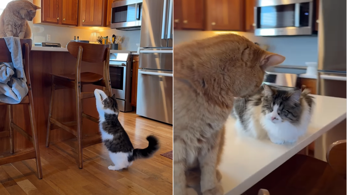 Blind Cat Learns How to Get Onto the Kitchen Counter All By Herself ...