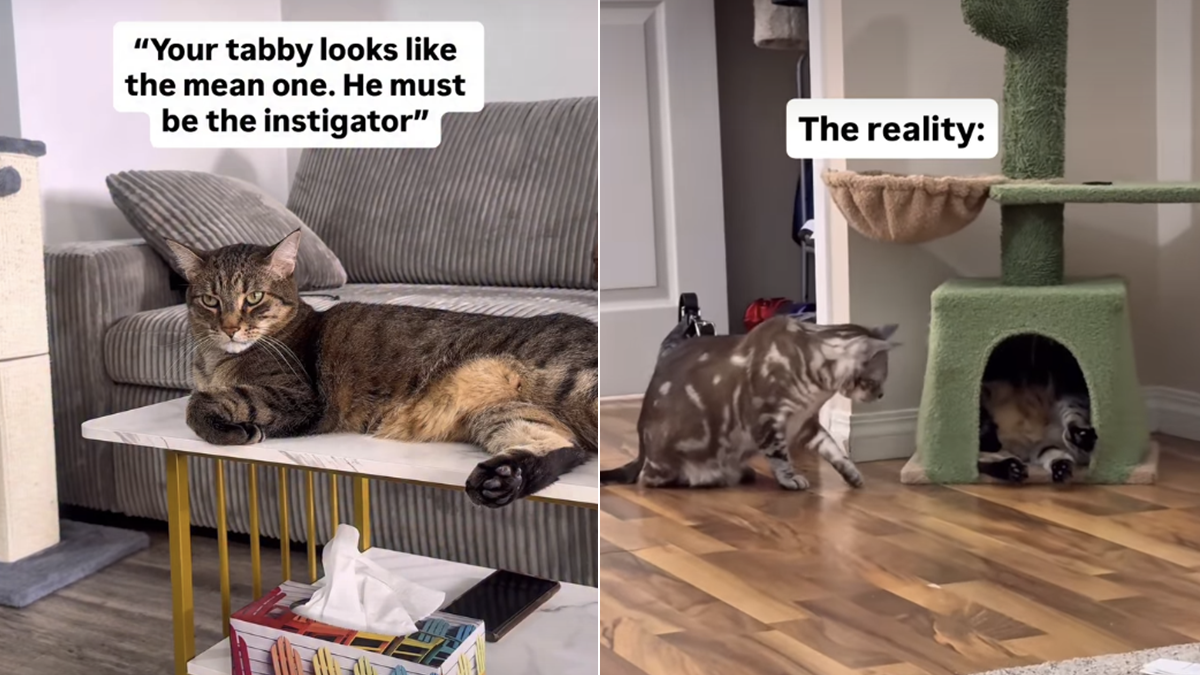 Video: Owner Reveals Real ‘Instigator’ Between Two Cats - CatTime