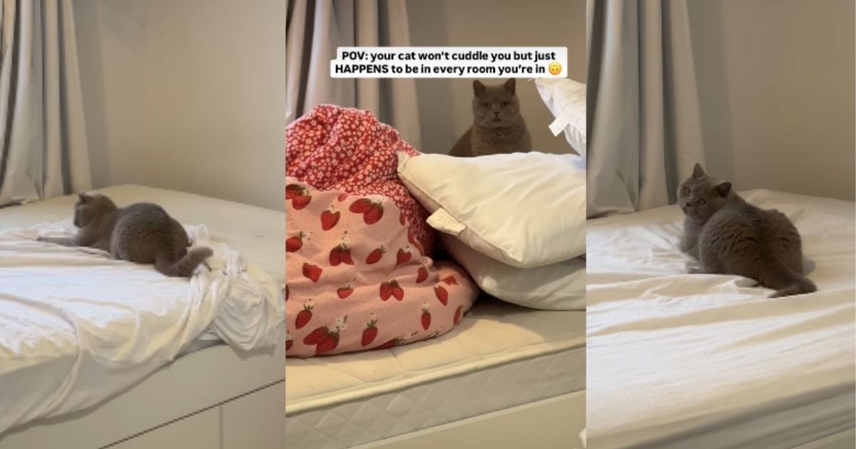 Video: Cat Wants to Be Everywhere Owner Is - CatTime