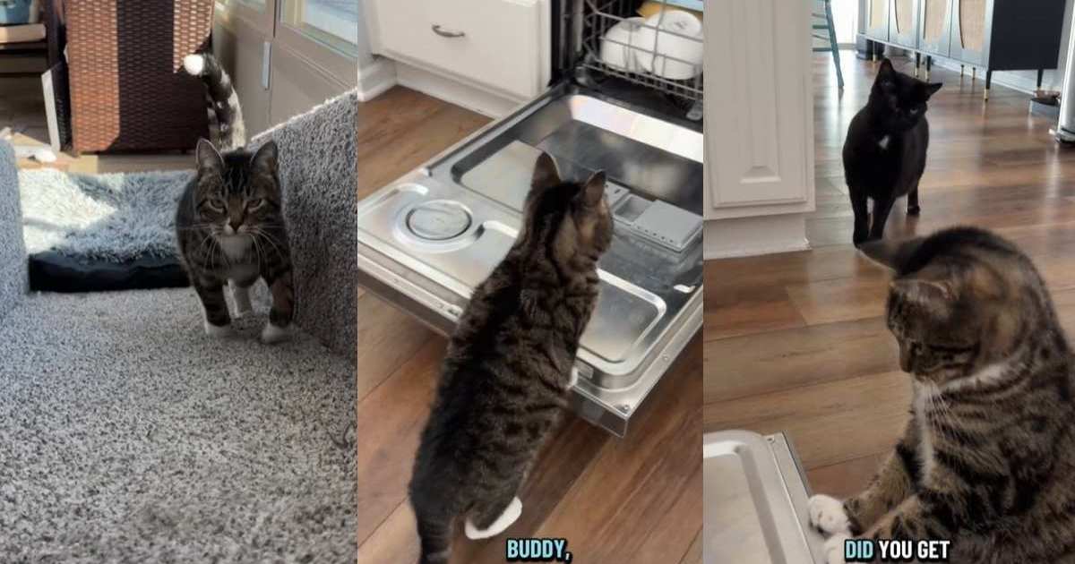 Video: Cat Is More Than Eager to Help Owner Empty the Dishwasher - CatTime