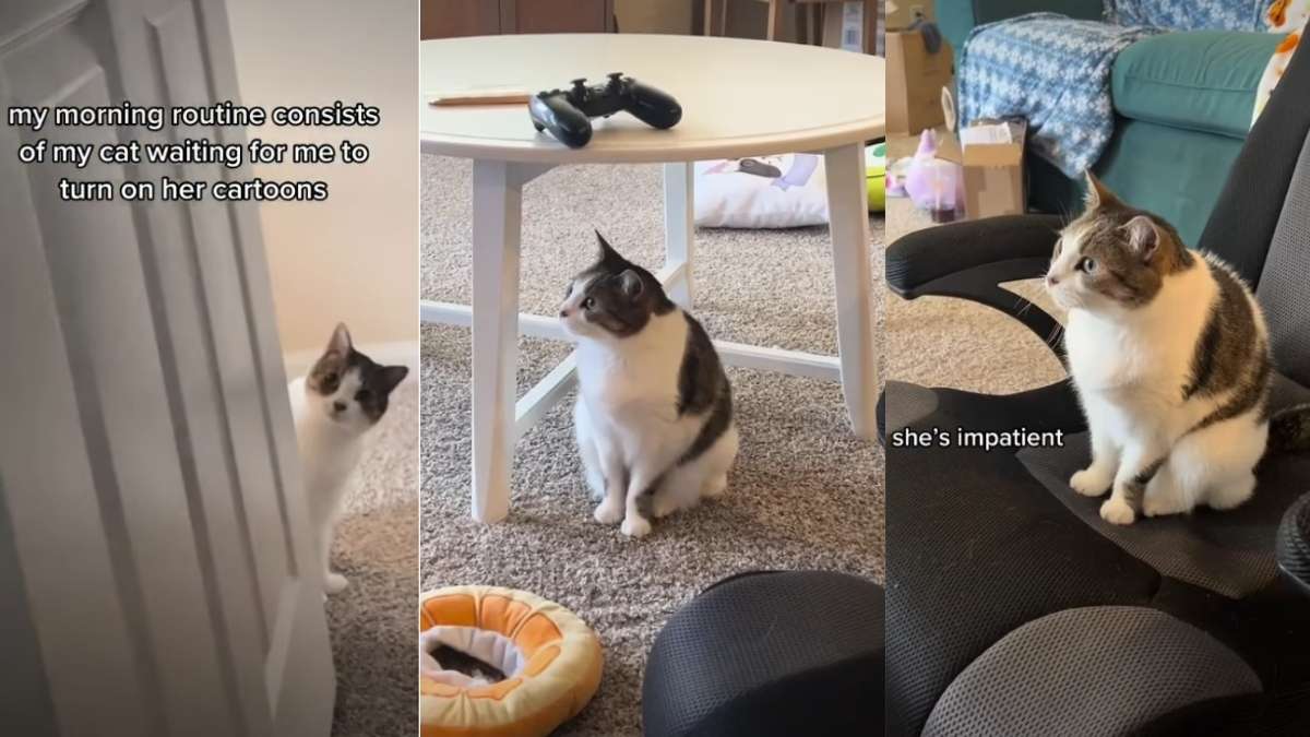 Video: Cat's Morning Routine Is to Wait for Mom to Turn on the TV - CatTime