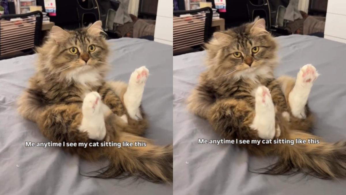 Cat Goes Viral for Making This Unique Sitting Posture - CatTime