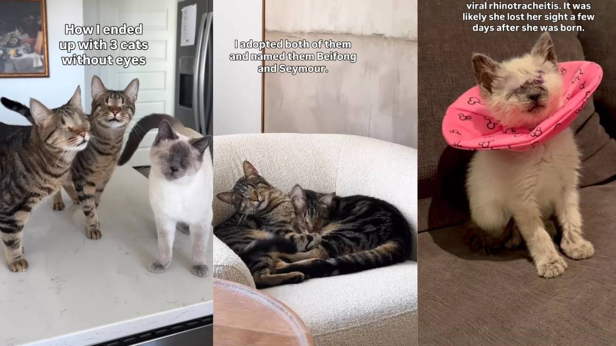 These 3 Special Needs Cats Are No 'Different' Than Others - CatTime