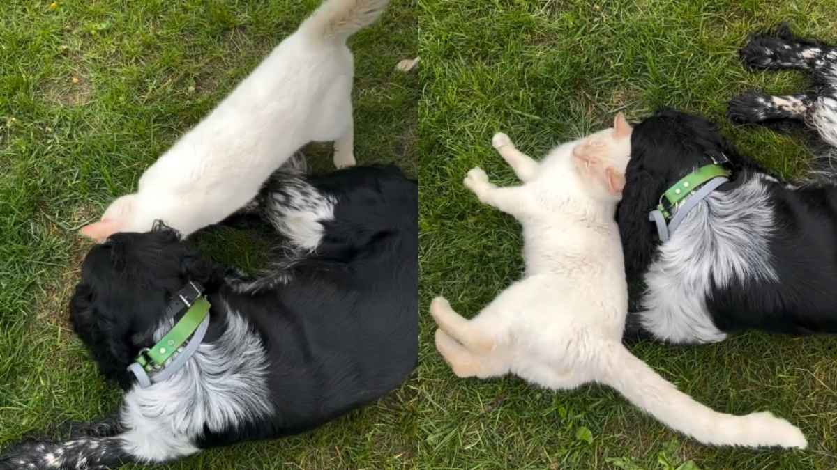 Friendly Cat Wins Everyone Over With His Sweet Personality - CatTime