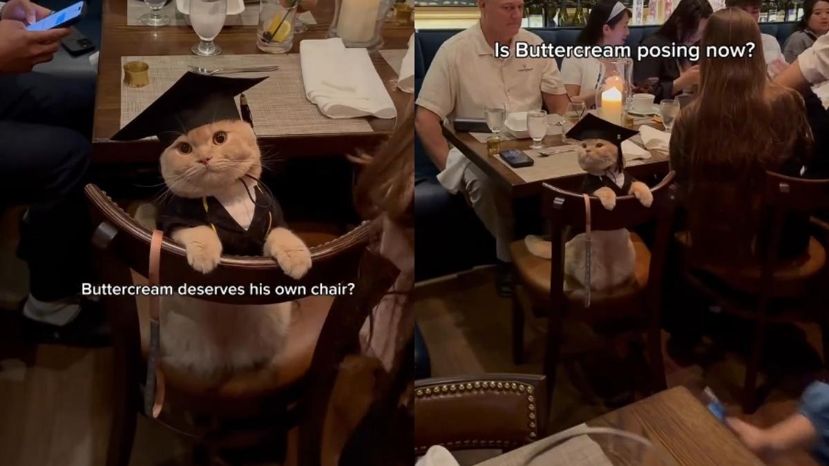 ‘Well-Behaved’ Cat Goes Viral for Attending a Graduation Party - CatTime