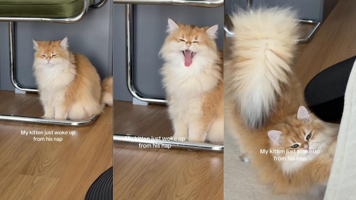 Kitten Still Feels Sleepy After Waking up From Nap - CatTime