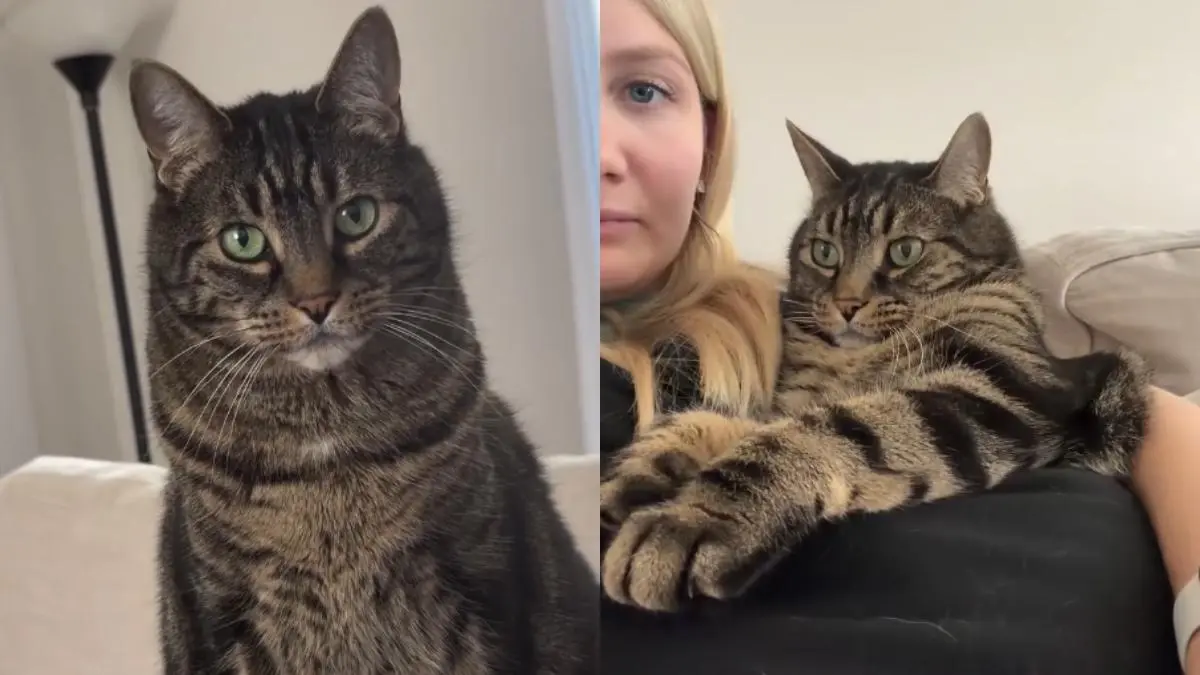 Cat's Love for a Sling Carrier Stems from Pure Jealousy - CatTime