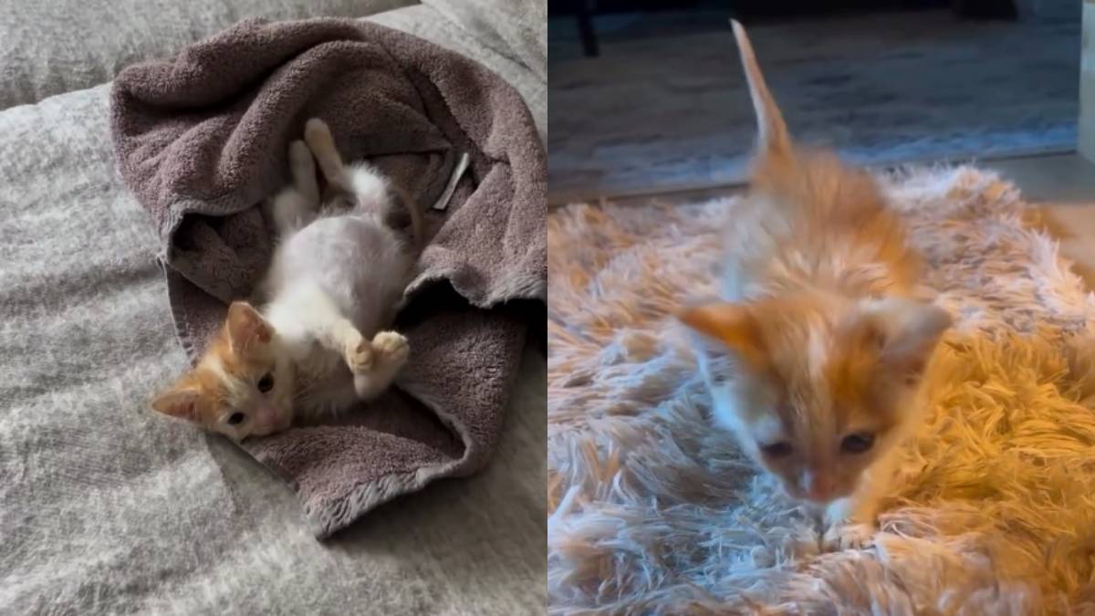 Newlyweds Wanted To Wait Before Having Pets Until a Cat Changed Plans ...