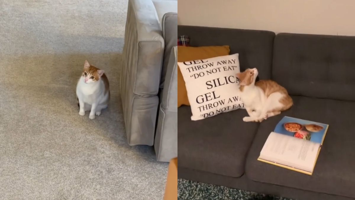 Cat’s ‘Mean Girl’ Energy Stays Dominant With His Archenemy - CatTime