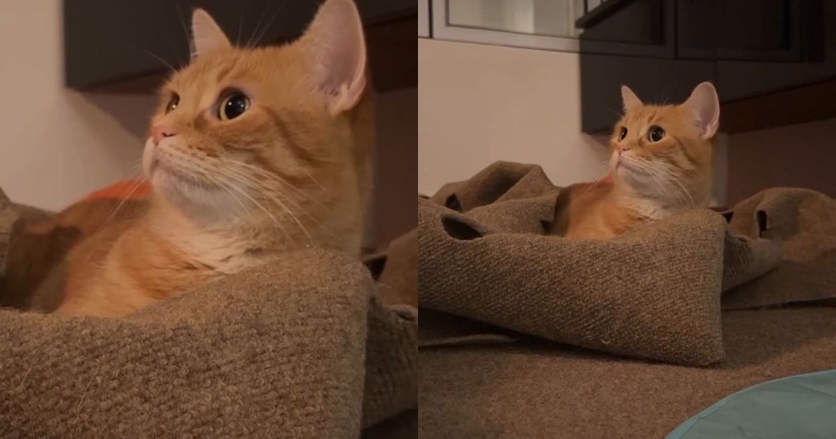 Cat Is Visibly Flabbergasted After Owners Call Out Her 'Trigger Words ...