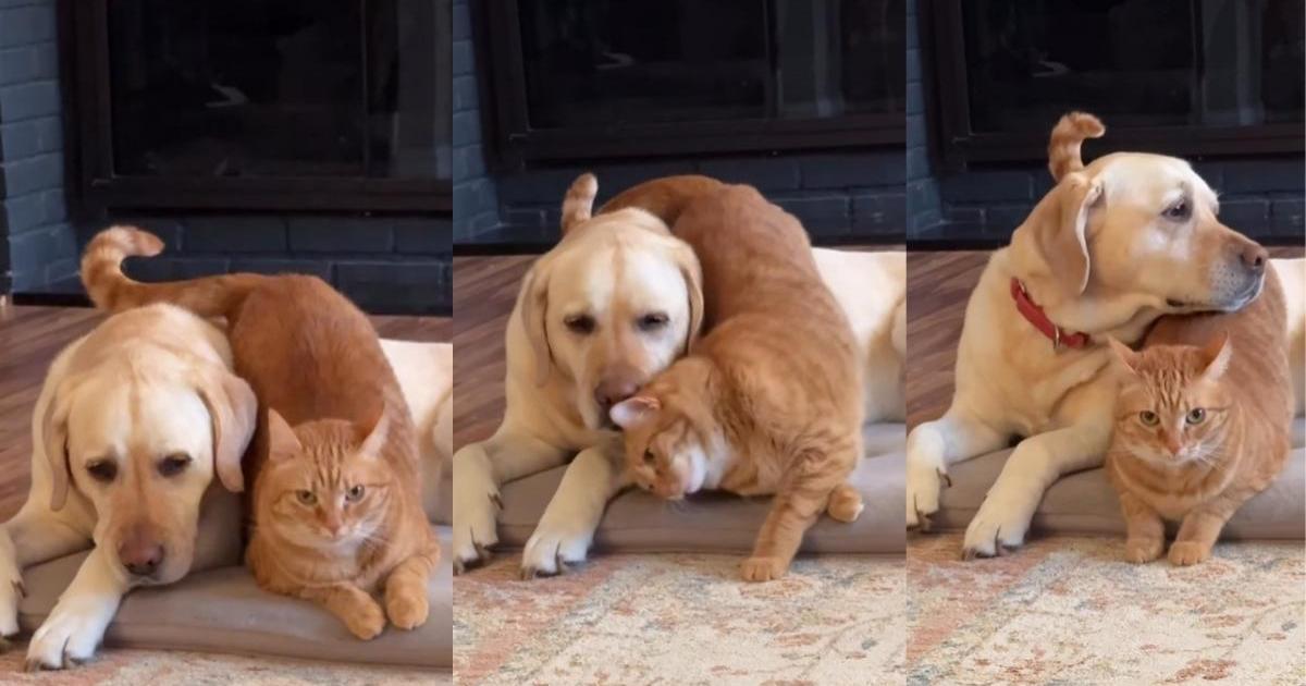 This Cat Is Determined To Make Sure Dog Sibling Feels Loved - CatTime