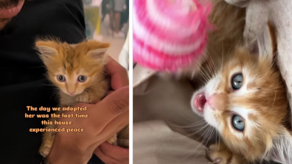 Tiny Rescue Kitten Brings Love & Joy but Also Hints of Chaos to Family ...