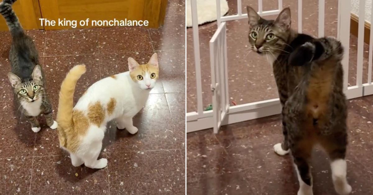 Cat Opens Tiny Door ‘Nonchalantly’, Before Looking Back for Recognition ...