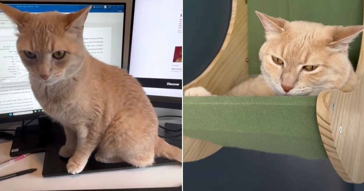 Cat Left Alone With Spare Human for 5 Days Barely Survives the Ordeal ...
