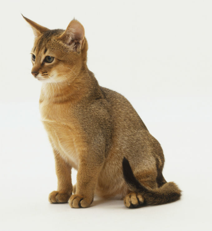 Abyssinian Cat Breed Information, Pictures, Characteristics & Facts