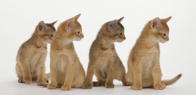 Abyssinian Cat Breed Information, Pictures, Characteristics & Facts