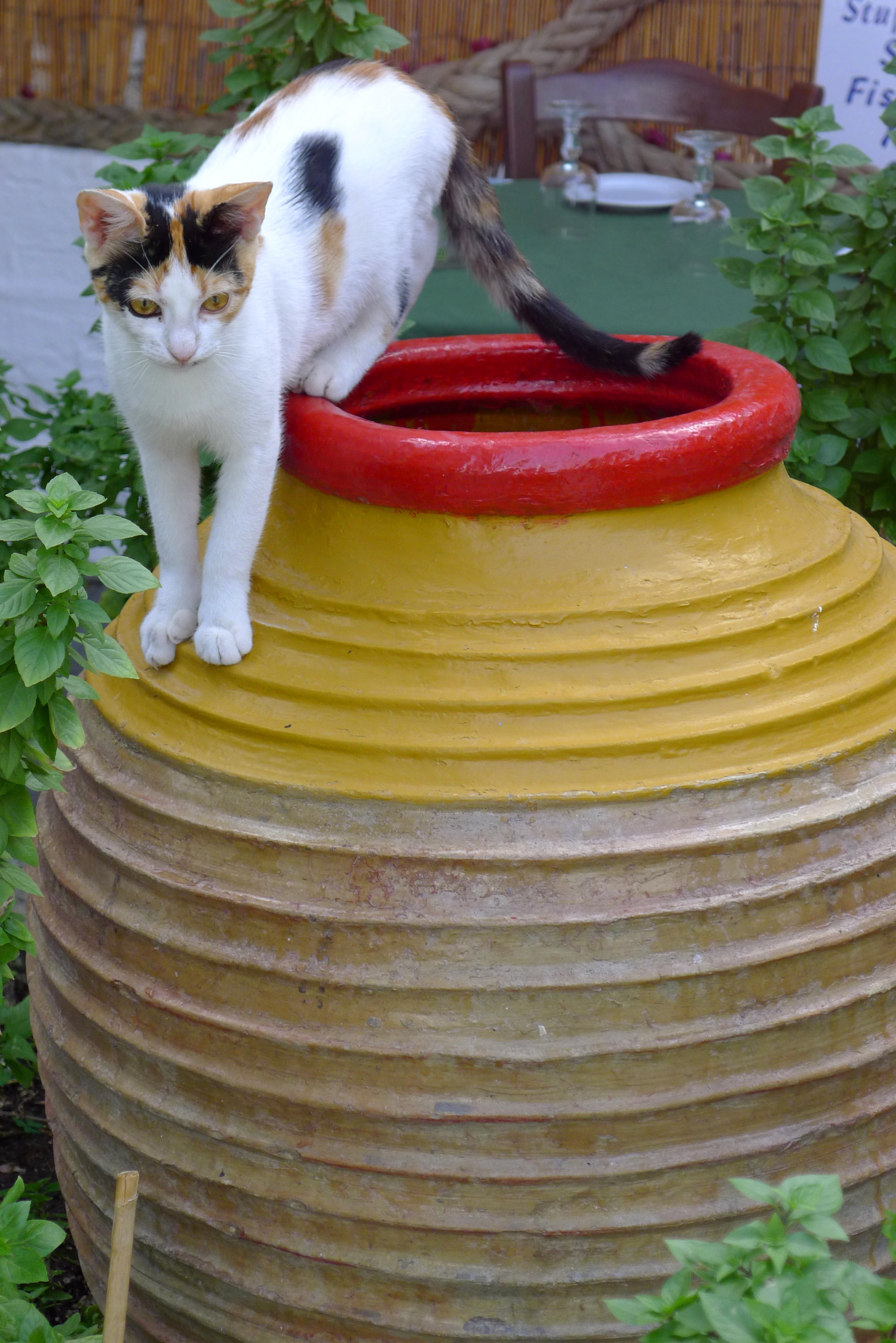 Aegean Cat Breed Pictures, Characteristics, & Facts