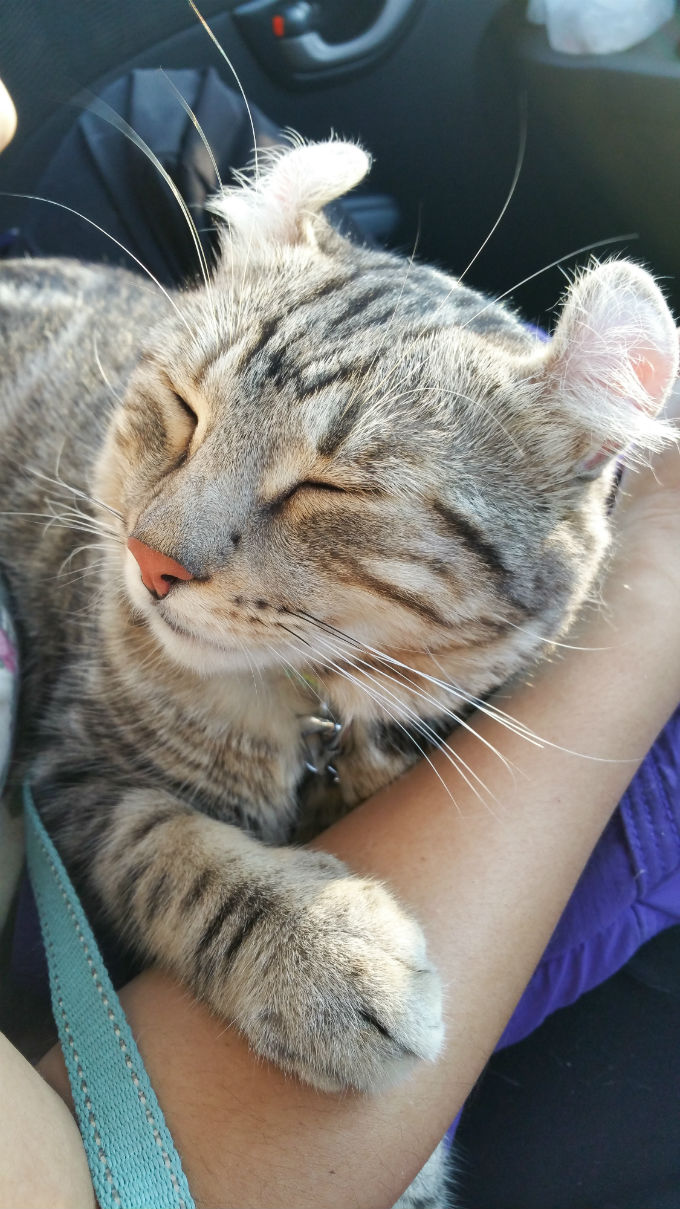 American Curl Cat Breed Information, Pictures, Characteristics & Facts