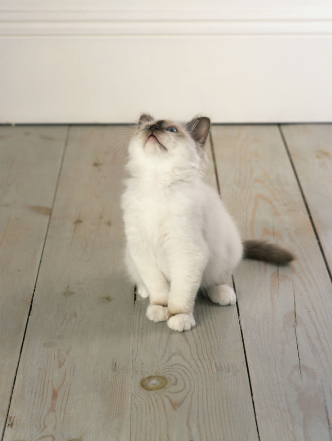 Balinese Cat Breed Information, Pictures, Characteristics & Facts