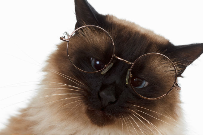 Balinese Cat Breed Information, Pictures, Characteristics & Facts