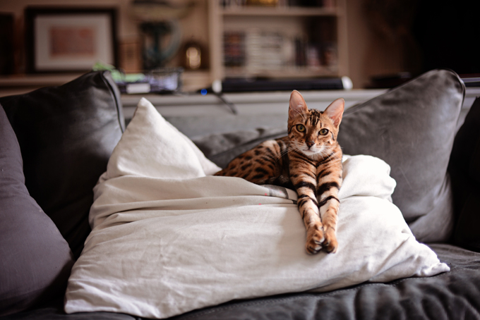 Bengal Cat Breed Information, Pictures, Behavior and Care