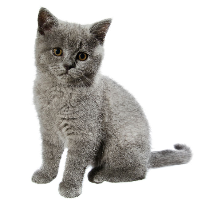 British Shorthair Cat Breed Information, Pictures, Characteristics & Facts