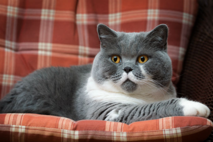 British Shorthair Cat Breed Information, Pictures, Characteristics & Facts