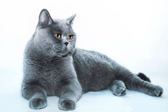 British Shorthair Cat Breed Information, Pictures, Characteristics & Facts
