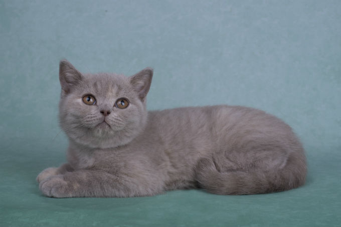 British Shorthair Cat Breed Information, Pictures, Characteristics & Facts