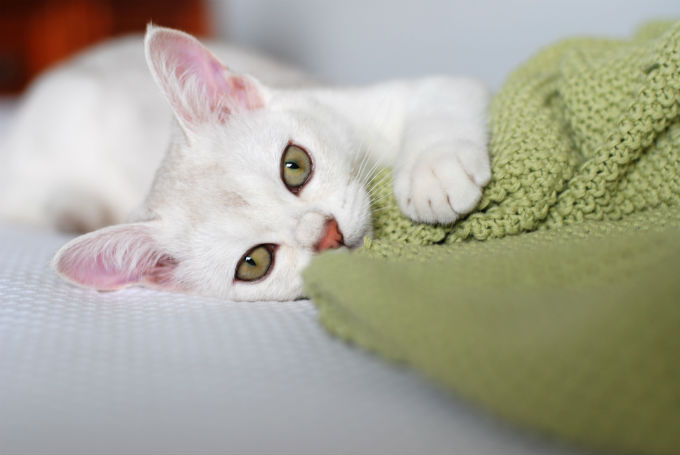 Burmilla Cat Breed Information, Pictures, Characteristics & Facts