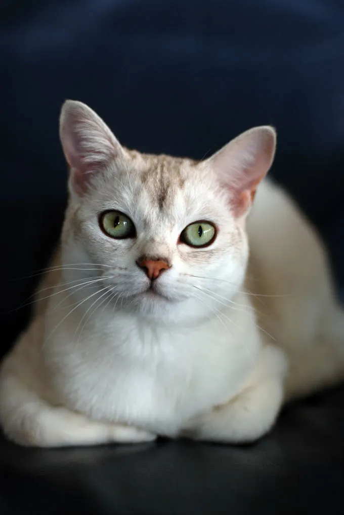 Burmilla Cat Breed Information, Pictures, Characteristics & Facts