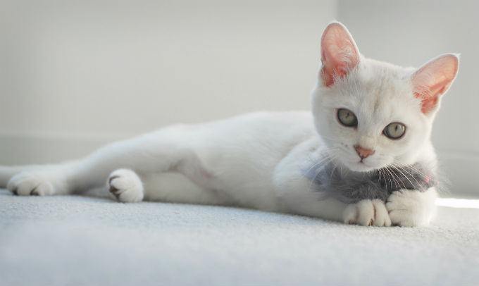 Burmilla Cat Breed Information, Pictures, Characteristics & Facts