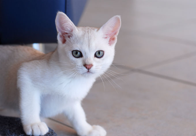 Burmilla Cat Breed Information, Pictures, Characteristics & Facts