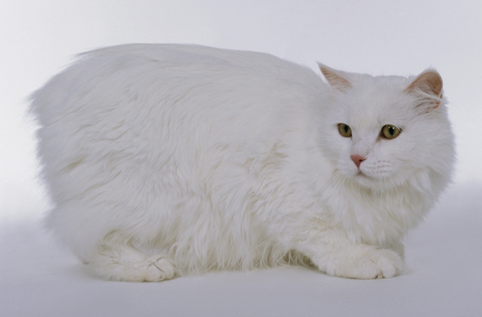 Cymric Cat Breed Information, Pictures, Characteristics & Facts