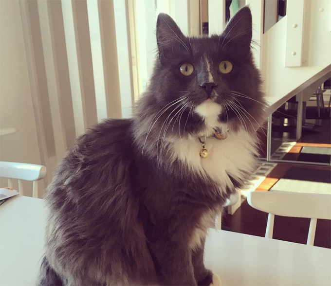 Cymric Cat Breed Information, Pictures, Characteristics & Facts