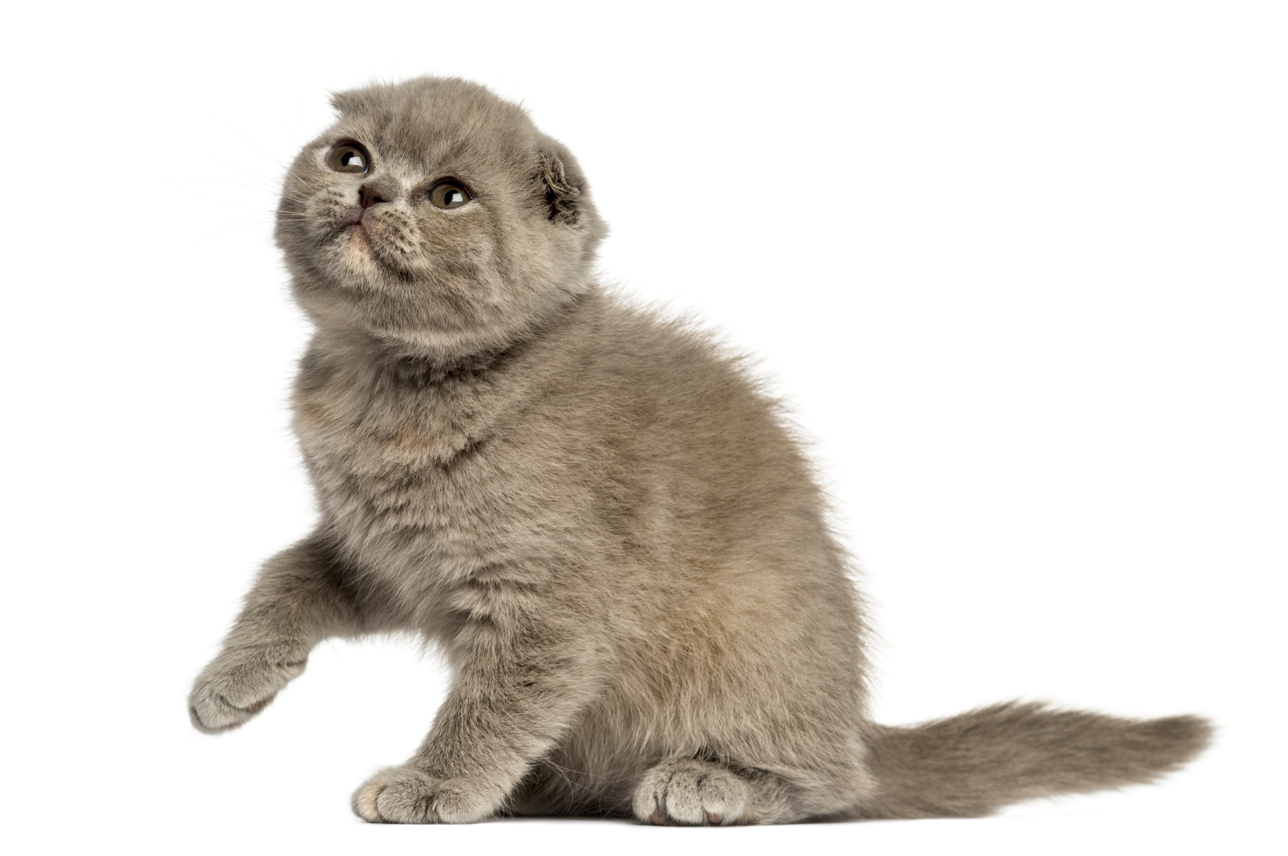 Foldex Mixed Cat Breed Pictures, Characteristics, & Facts