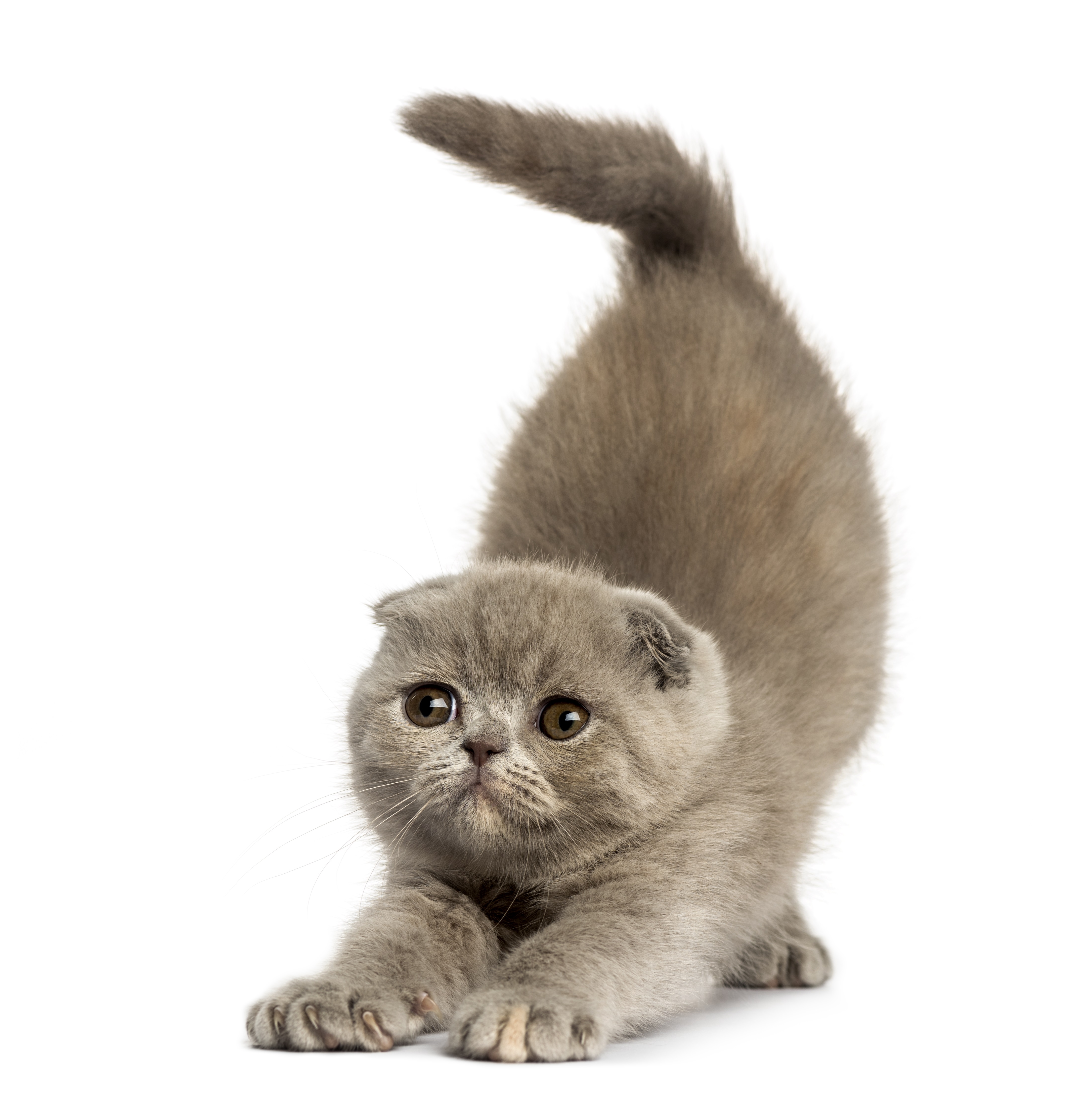 Foldex Mixed Cat Breed Pictures, Characteristics, & Facts