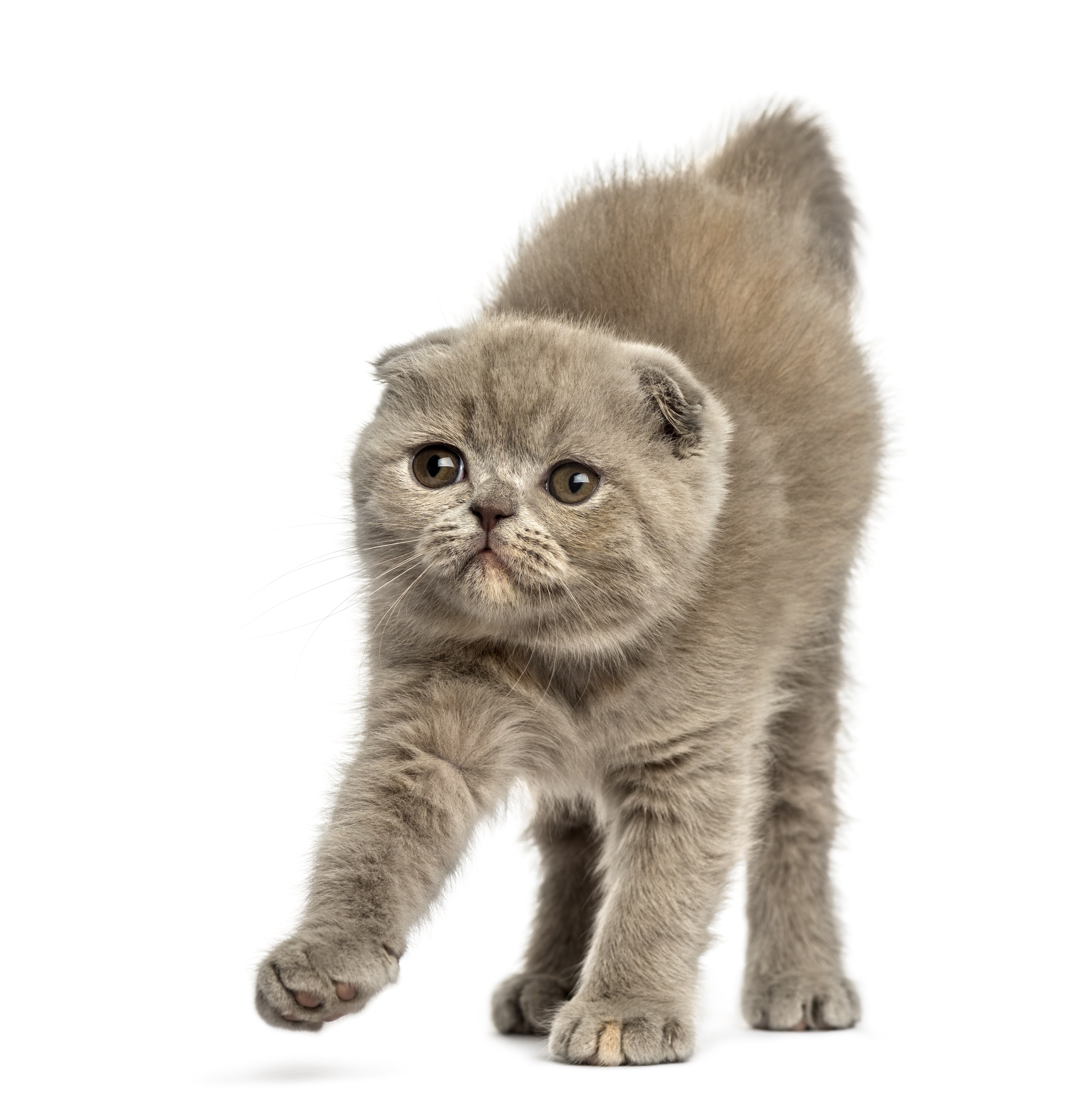 Foldex Mixed Cat Breed Pictures, Characteristics, & Facts