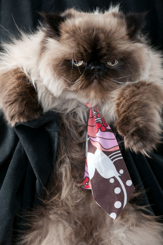 Himalayan Cat Breed Information, Pictures, Characteristics & Facts