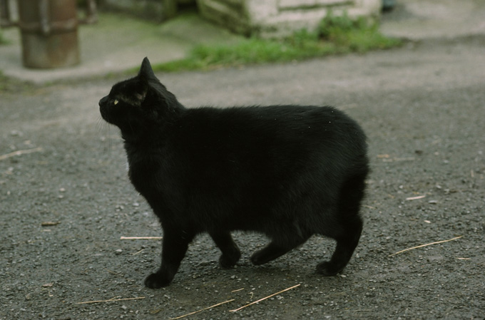 Manx Cat Breed Information, Pictures, Characteristics & Facts