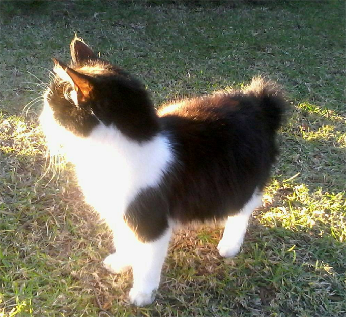 Manx Cat Breed Information, Pictures, Characteristics & Facts