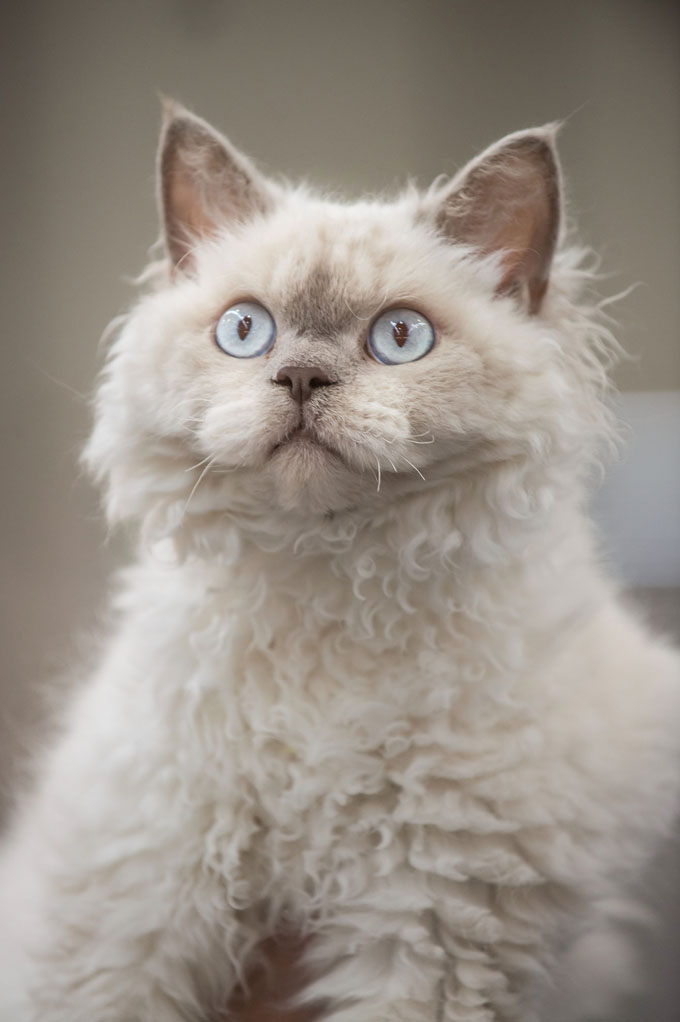 Selkirk Rex Cat Breed Information, Pictures, Characteristics & Facts