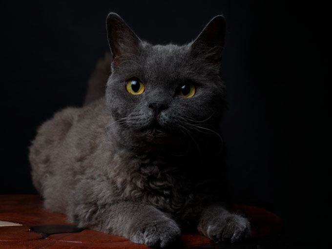 Selkirk Rex Cat Breed Information, Pictures, Characteristics & Facts