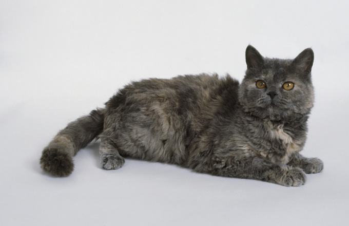 Selkirk Rex Cat Breed Information, Pictures, Characteristics & Facts