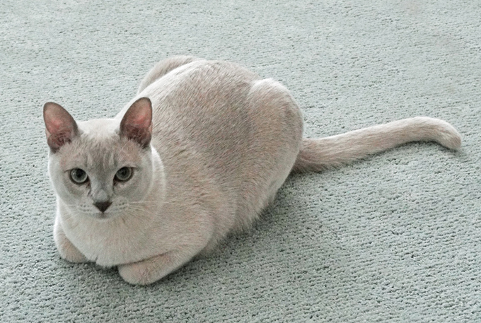 Tonkinese Cat Breed Information, Pictures, Characteristics & Facts