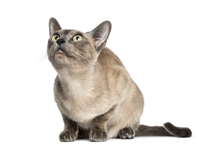 Tonkinese Cat Breed Information, Pictures, Characteristics & Facts