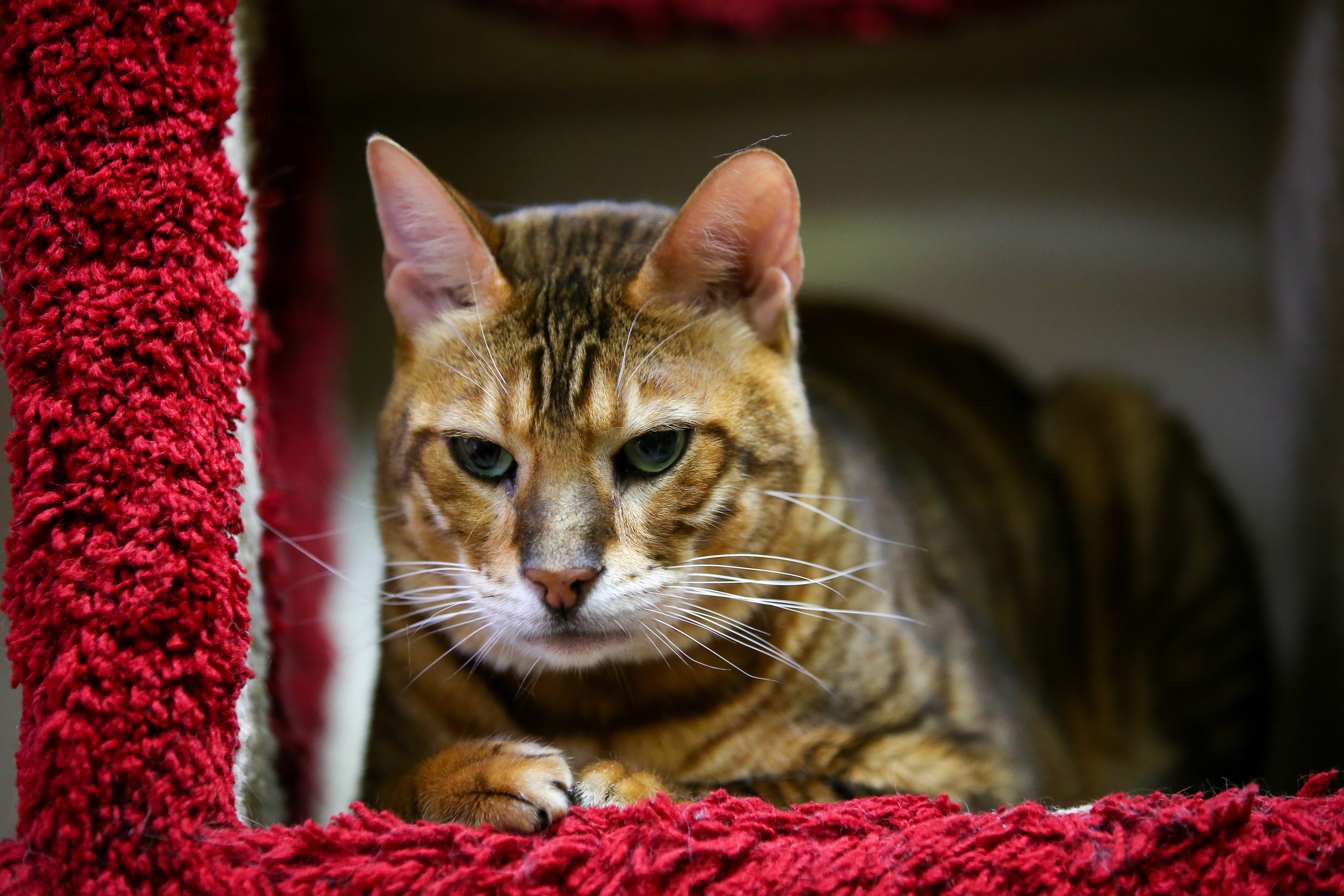Toyger Mixed Cat Breed Pictures, Characteristics, & Facts